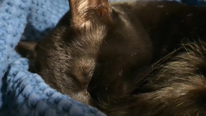 Adorable Tiny Cat Snoring Away | [meme.am]