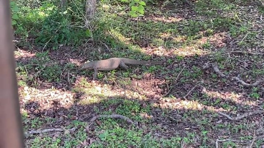 Meet the fascinating monitor lizard! | [meme.am]