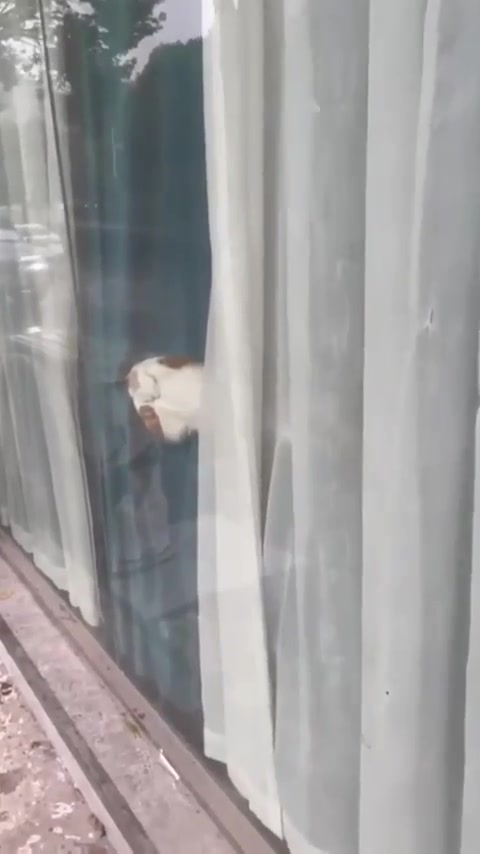 Just your average cat defying gravity | [meme.am]