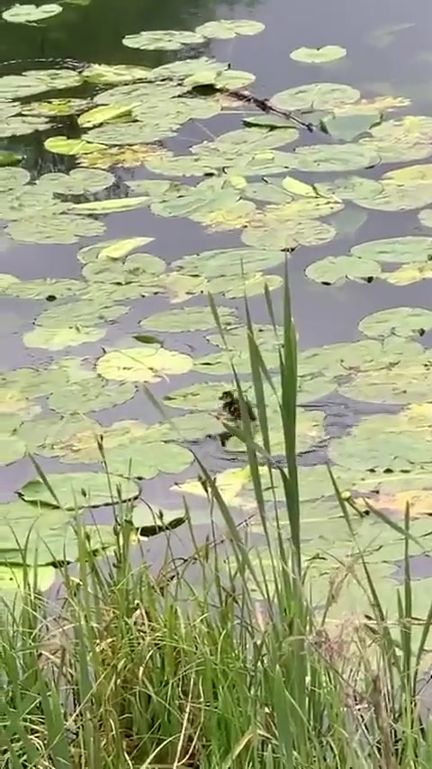 A Cute Duckling Joyfully Hopping on Lily Pads | [meme.am]