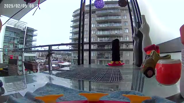 Your Daily Dose of Hummingbird - February 5th | [meme.am]