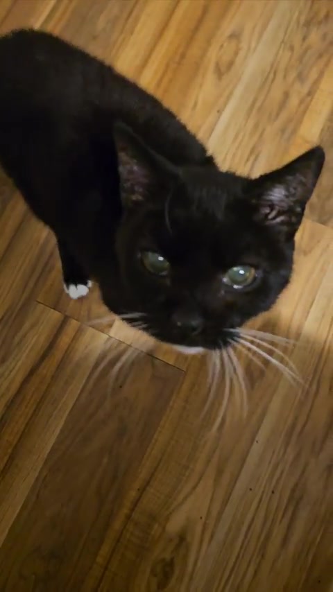 Meet Pepper, the 17-Year-Old Partial Void Kitty with a Purr That Echoes ...