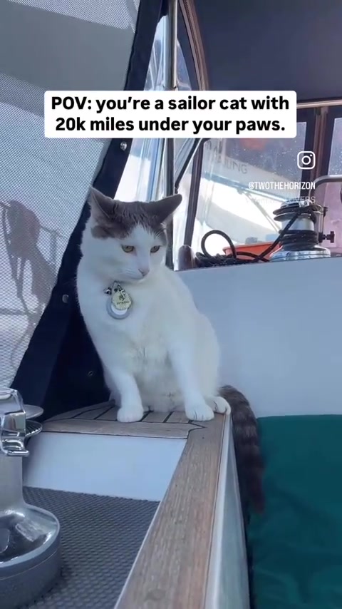 Meet the Sailor Cat: A Feline Veteran of the High Seas | [meme.am]