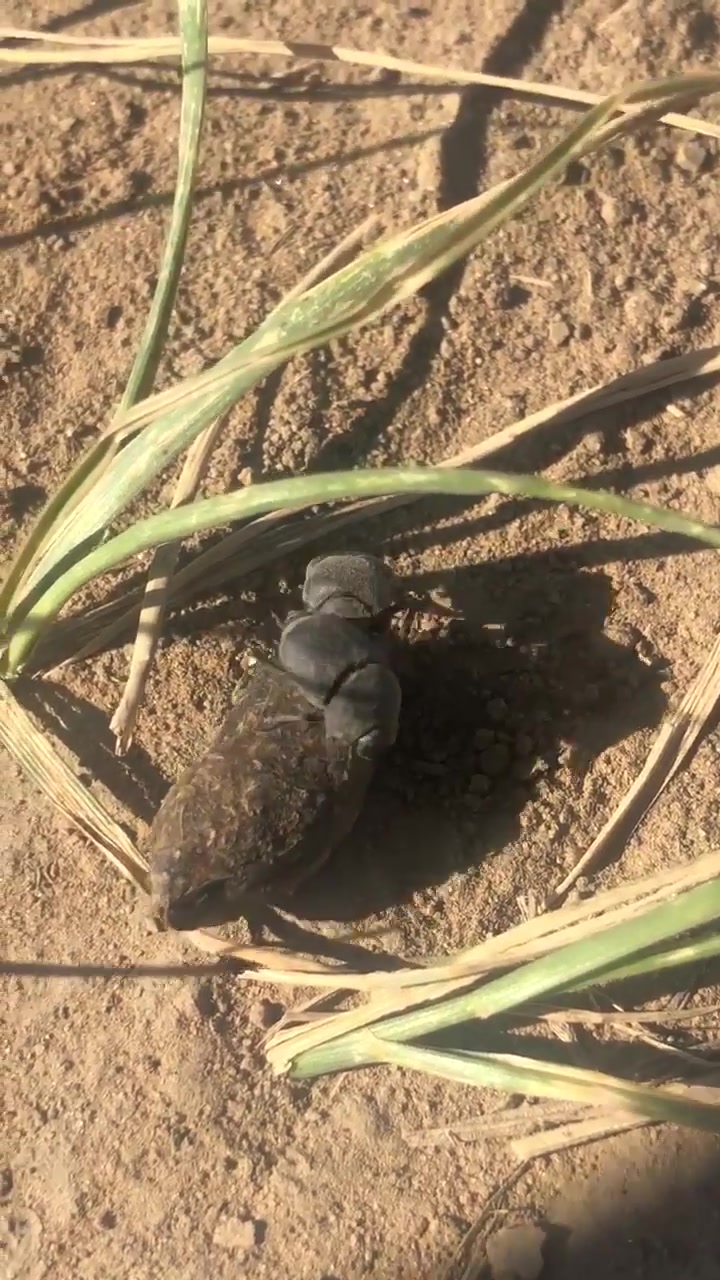 Dung Beetles Engaged in Epic Poop-Pushing Adventures | [meme.am]