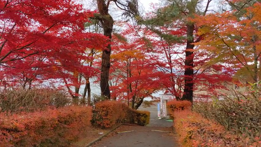 Vibrant Fuji Red: A Color That Pops | [meme.am]