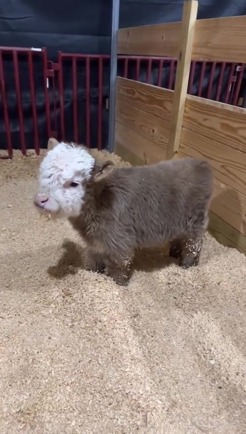 Meet the Adorable Baby Highland Cow! | [meme.am]