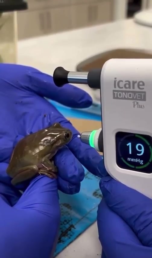 Measuring eye pressure in a frog: A unique experiment! | [meme.am]
