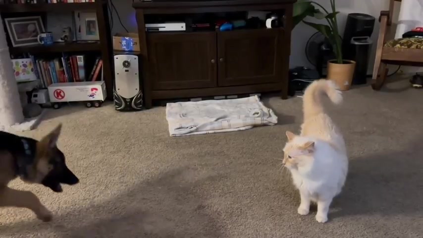 Meet the New Pup: Discovering the Feline World | [meme.am]