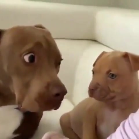 A heartwarming introduction: Dog meets his new foster brother! | [meme.am]