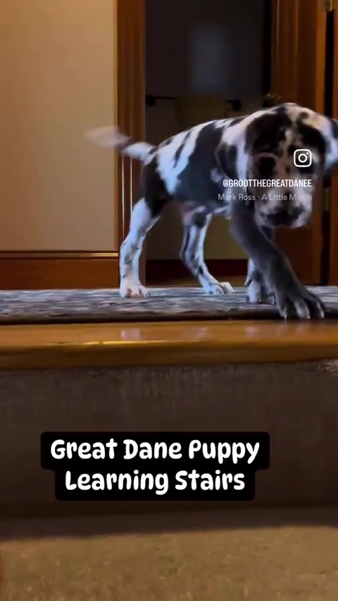 Groot the Great Dane pup hesitates at the top of the stairs | [meme.am]
