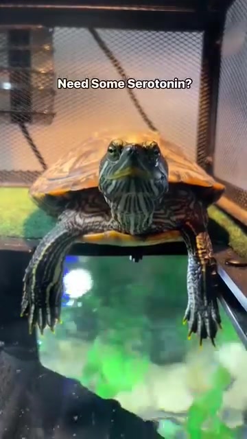 After 13 Days of Work, Here’s a Well-Deserved Shitpost | [meme.am]