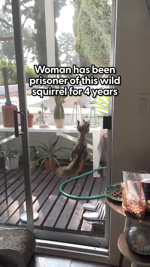 Glenda the Squirrel: The Unlikely Hostage Taker | [meme.am]