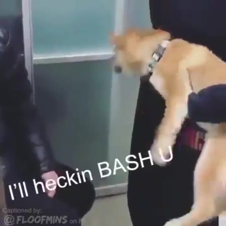 Doge Being Doge: My All-Time 16th Favorite! | [meme.am]