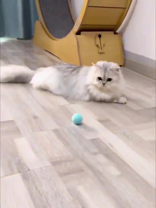 Hilarious Cat Antics That Will Make You Laugh | [meme.am]