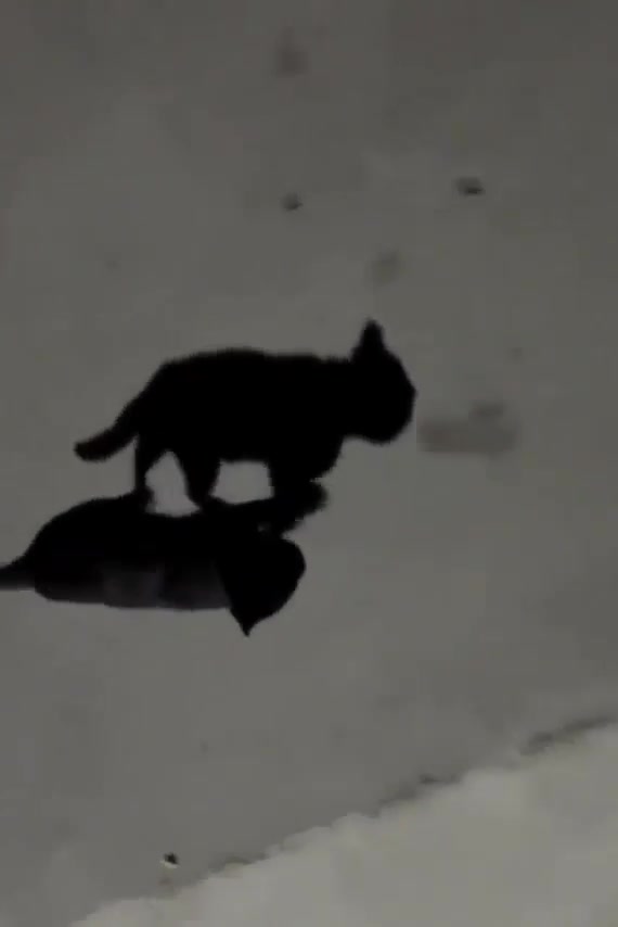 When Your Brain Plays Tricks and You Mistake a Shadow for Reality ...