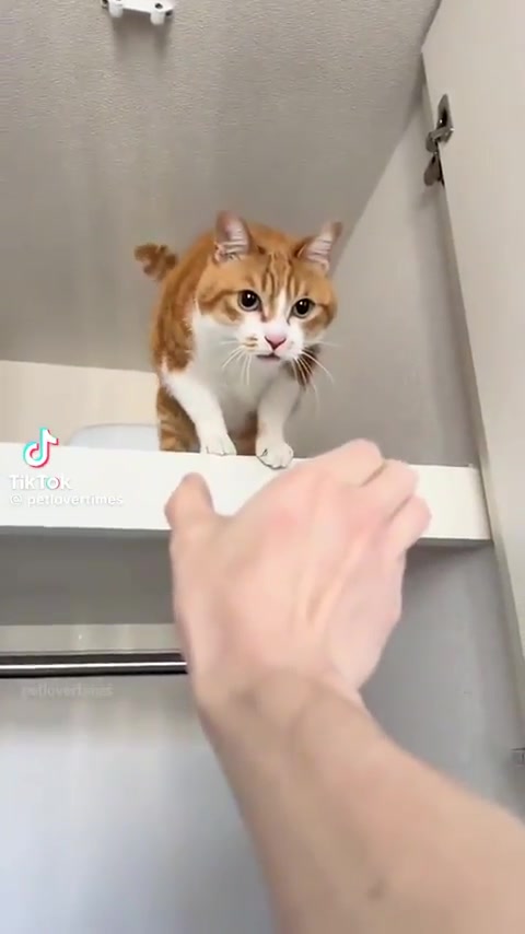 Adorable cat memes to brighten your day! | [meme.am]