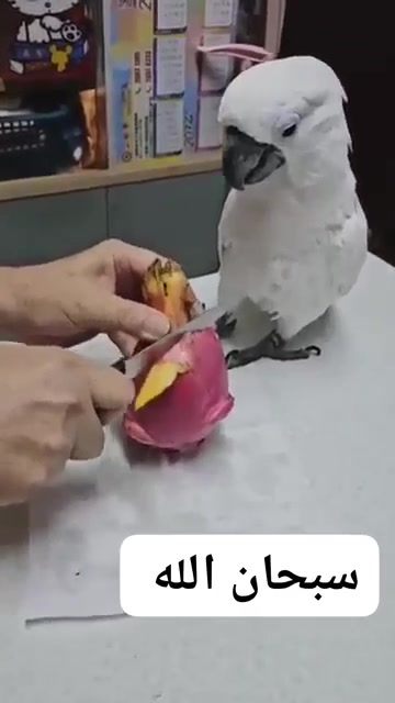 The Art of Politeness: A Gentle Reminder | [meme.am]