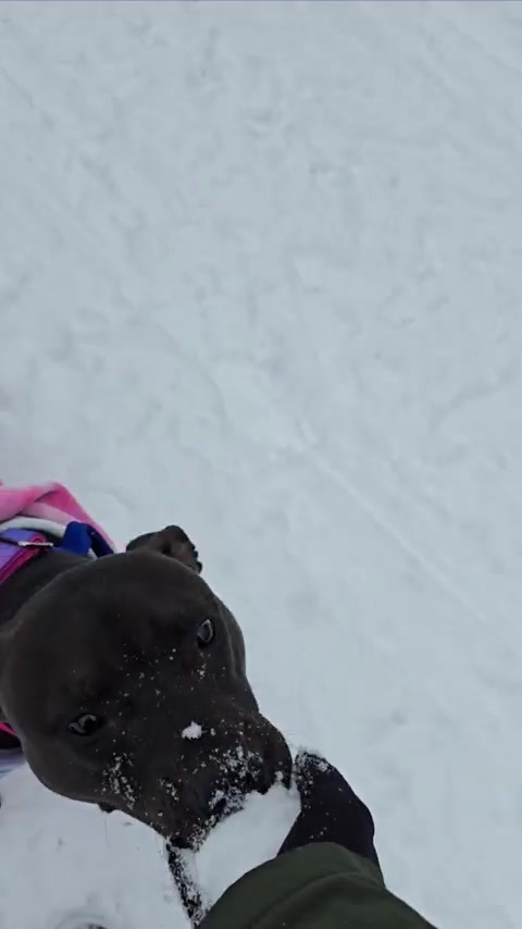 Enjoy This Adorable Pittie Playing in the Snow During Tough Times ...