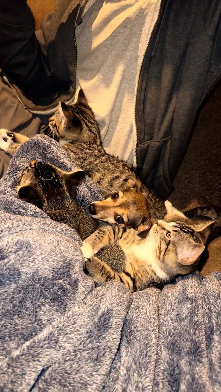 Gretchen the dog has officially joined the cuddle puddle! | [meme.am]