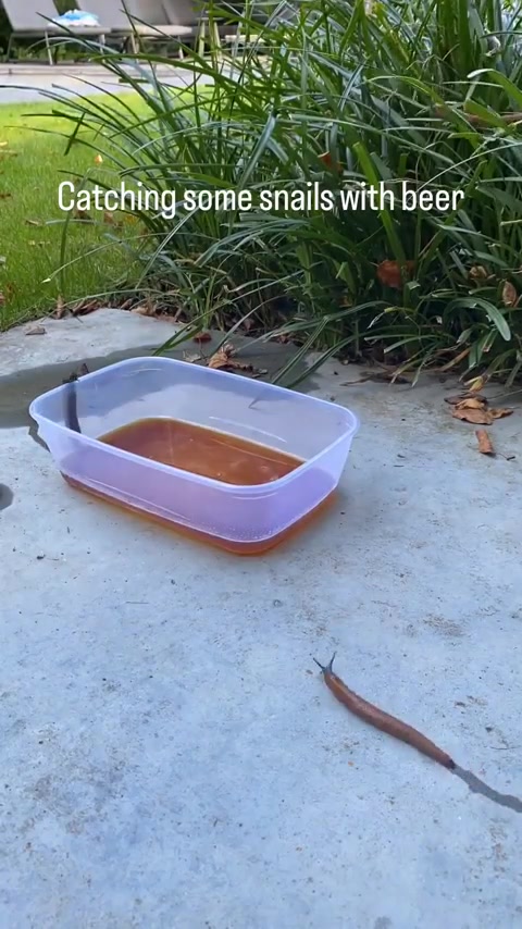 The Art of Snail Catching with a Twist of Beer | [meme.am]