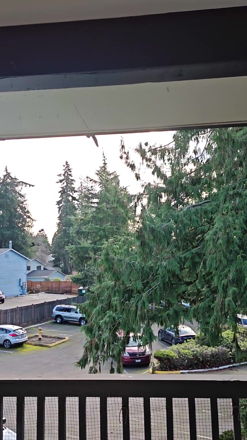 When a Murder of Crows Decides to Voice Their Complaints | [meme.am]