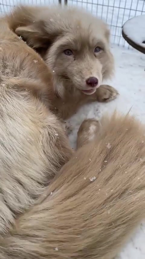 Meet the Enigmatic Luna Fox | [meme.am]