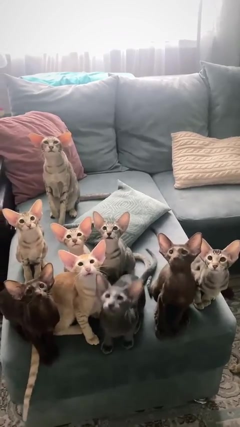 The Gremlins Are Thirsty for Some Water! | [meme.am]
