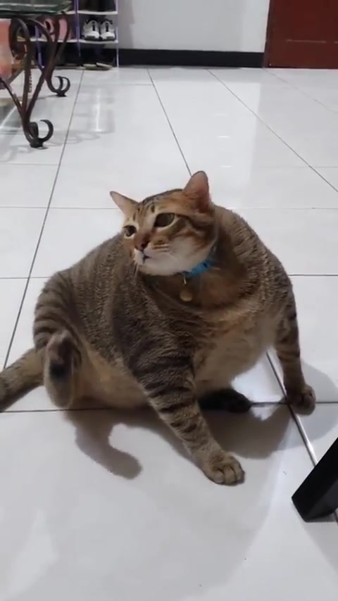 The Art of Scratching Without Lifting a Finger | [meme.am]