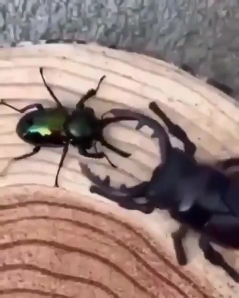 Beetles are totally unfazed by those pesky robots (Audio Included ...