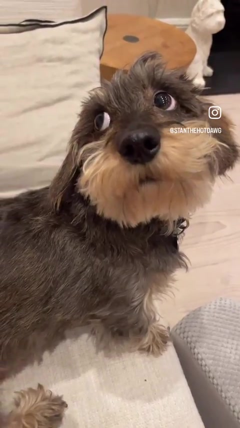 Meet Stan: The Cartoonish Hot Dog with a Personality | [meme.am]