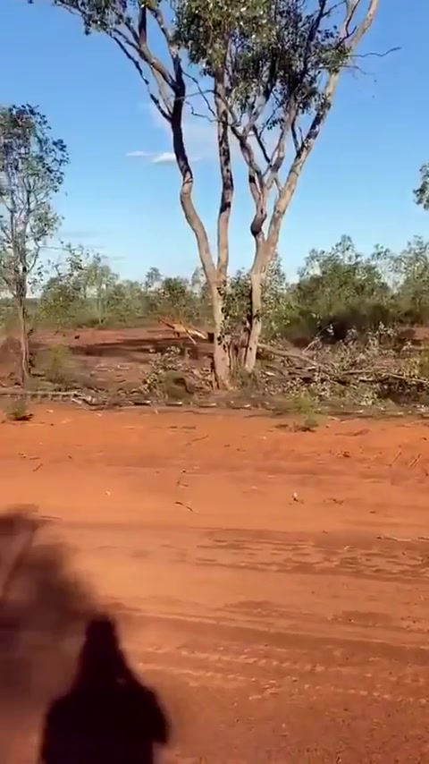 A total deforestation... with sound effects! | [meme.am]