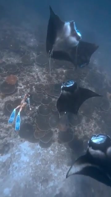 The Graceful Manta Rays | [meme.am]
