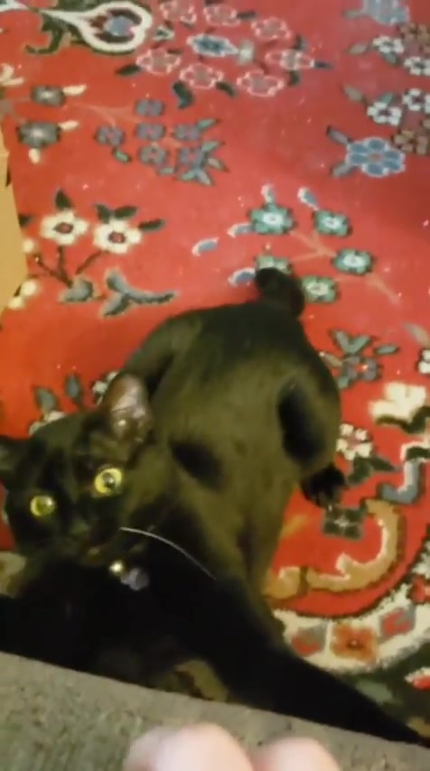 The Ferocious Kitty: A Purr-fect Predator | [meme.am]